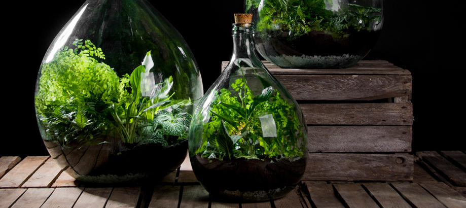 Terrariums — The Worm that Turned - revitalising your outdoor space