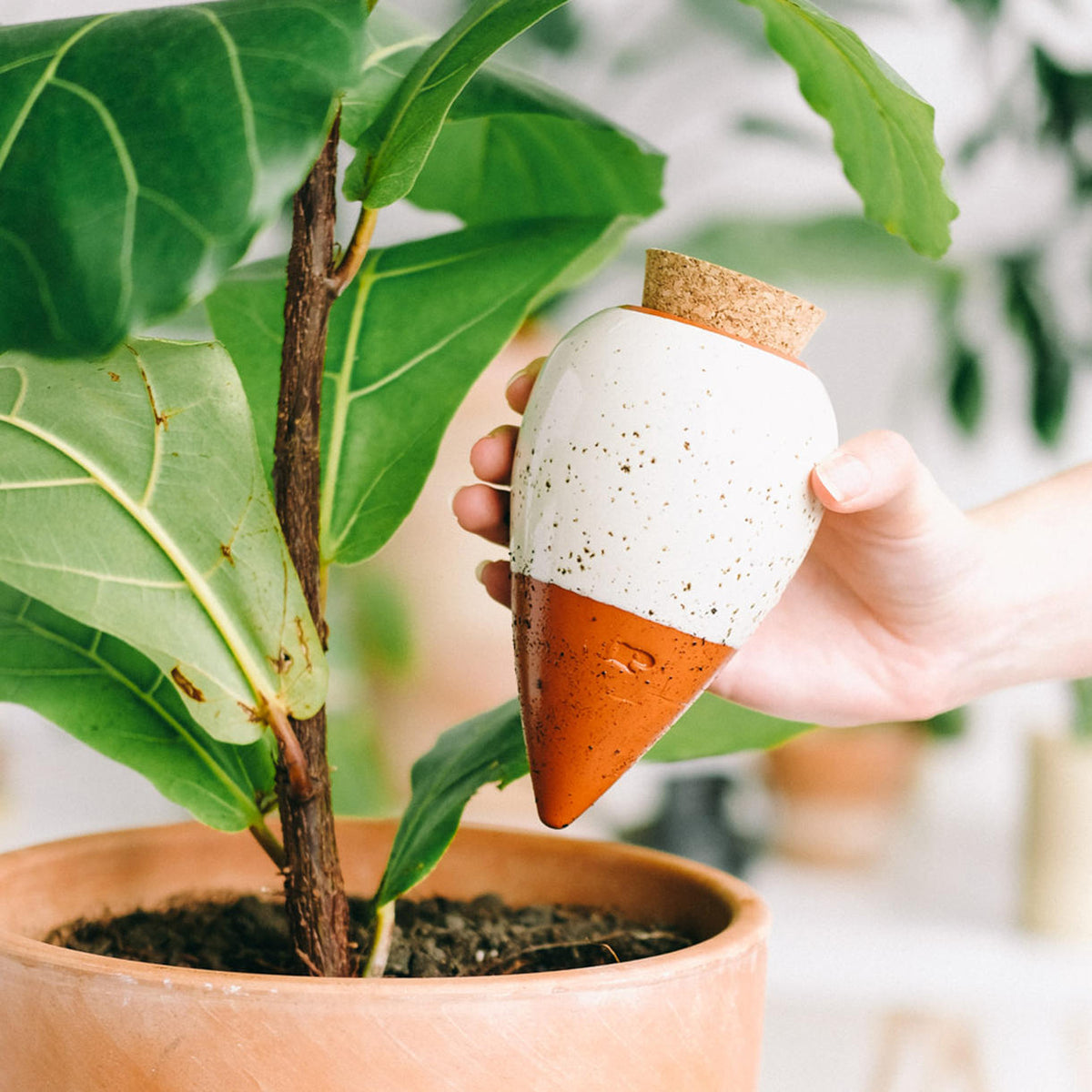 Buy Indoor Olla Watering Pot — The Worm that Turned - revitalising your ...