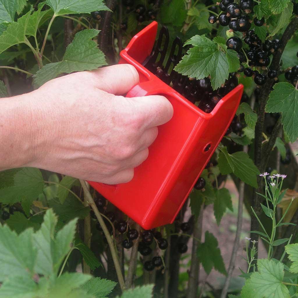 Buy Berry Picker — The Worm that Turned - revitalising your outdoor space