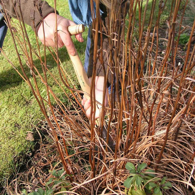 Buy Perennial Spade — The Worm that Turned - revitalising your outdoor ...