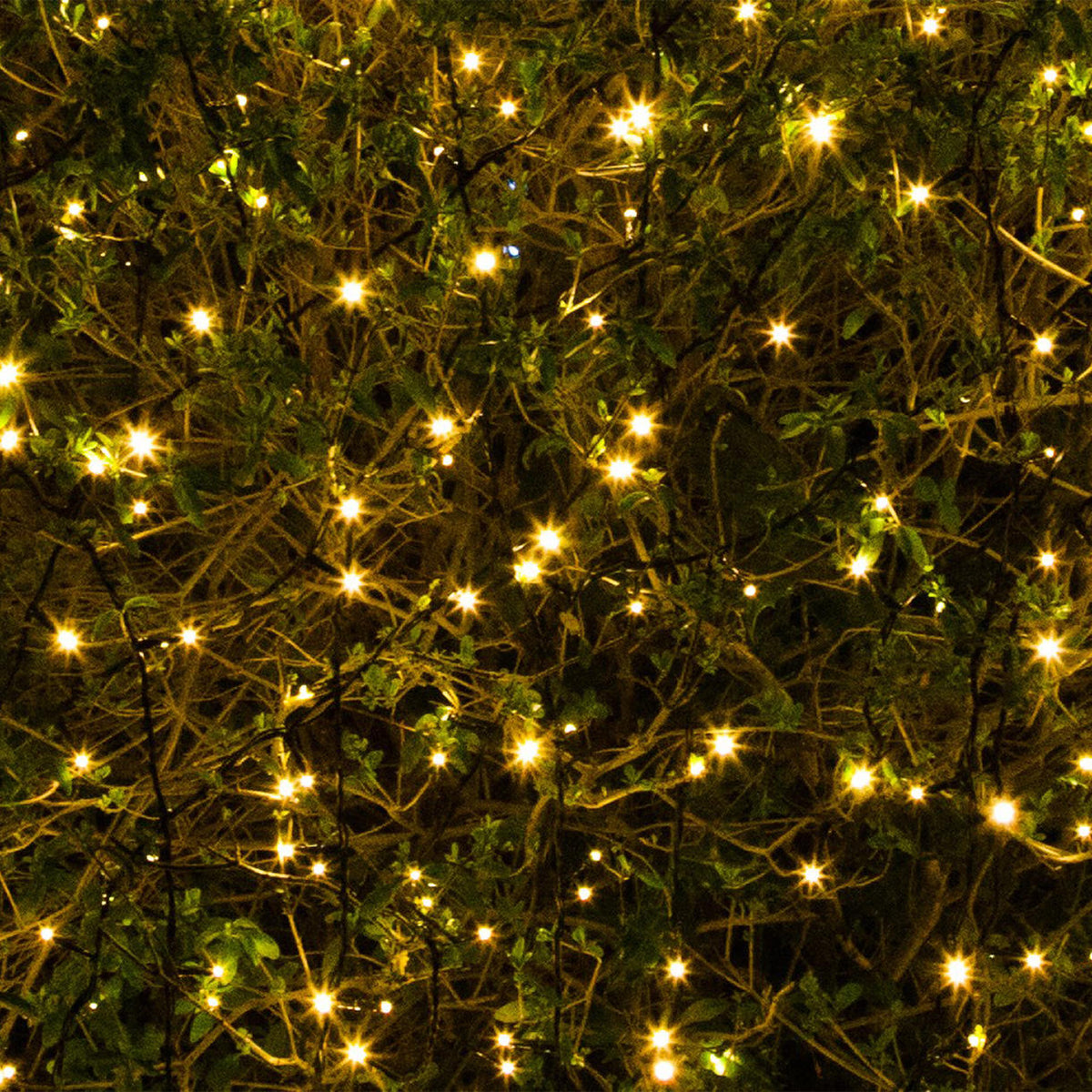 Buy 100 Solar Warm White LED string lights — The Worm that Turned ...