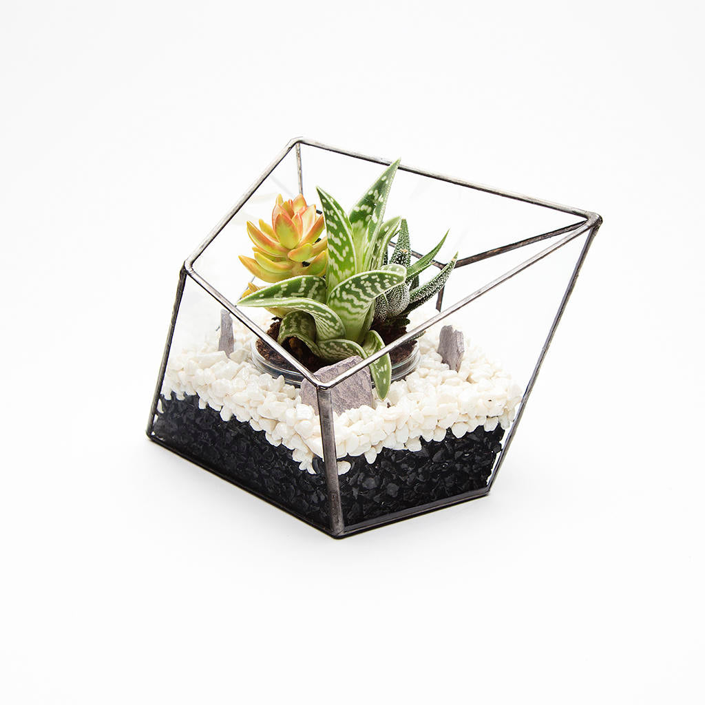 Buy Aztec Diamond Terrarium — The Worm that Turned - revitalising your ...