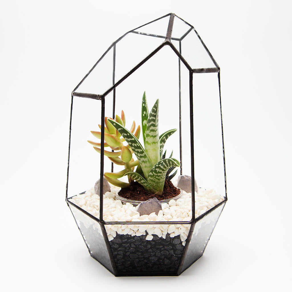 Buy Aztec Gem Terrarium — The Worm that Turned - revitalising your ...