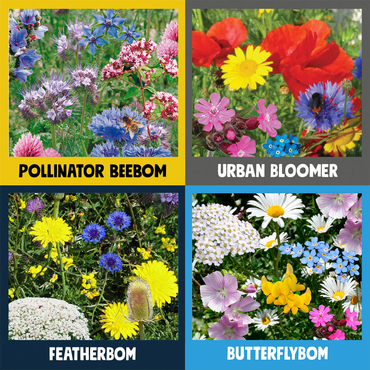 Buy Seedbom Set of 4 - Birds, Bees and Butterflies — The Worm that ...