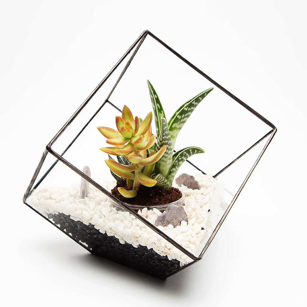 Buy Aztec Cube Terrarium — The Worm that Turned - revitalising your ...