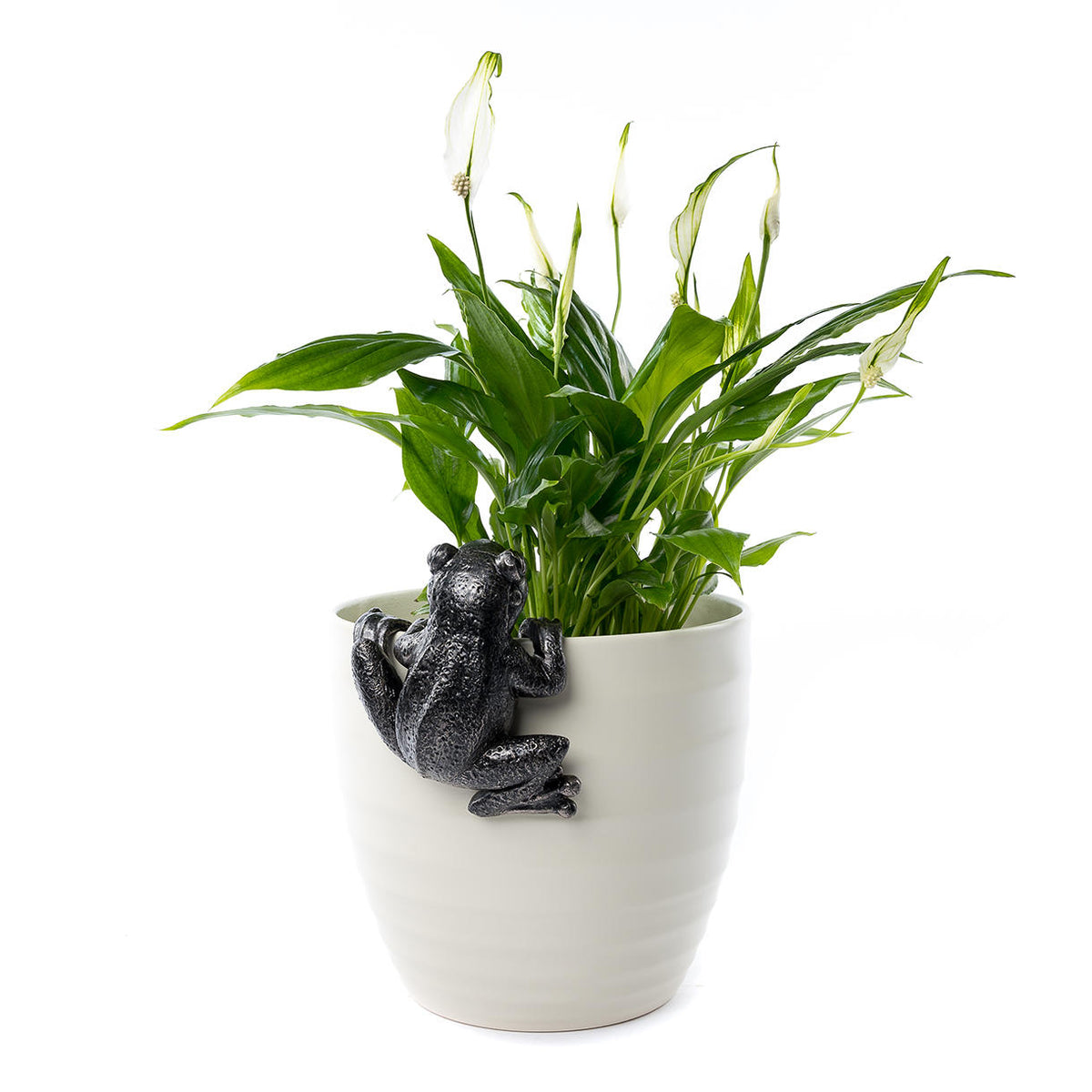 Buy Froggy Plant Pot Decoration — The Worm that Turned - revitalising ...
