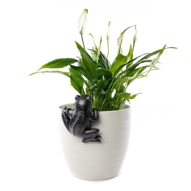 Buy Froggy Plant Pot Decoration — The Worm that Turned - revitalising ...