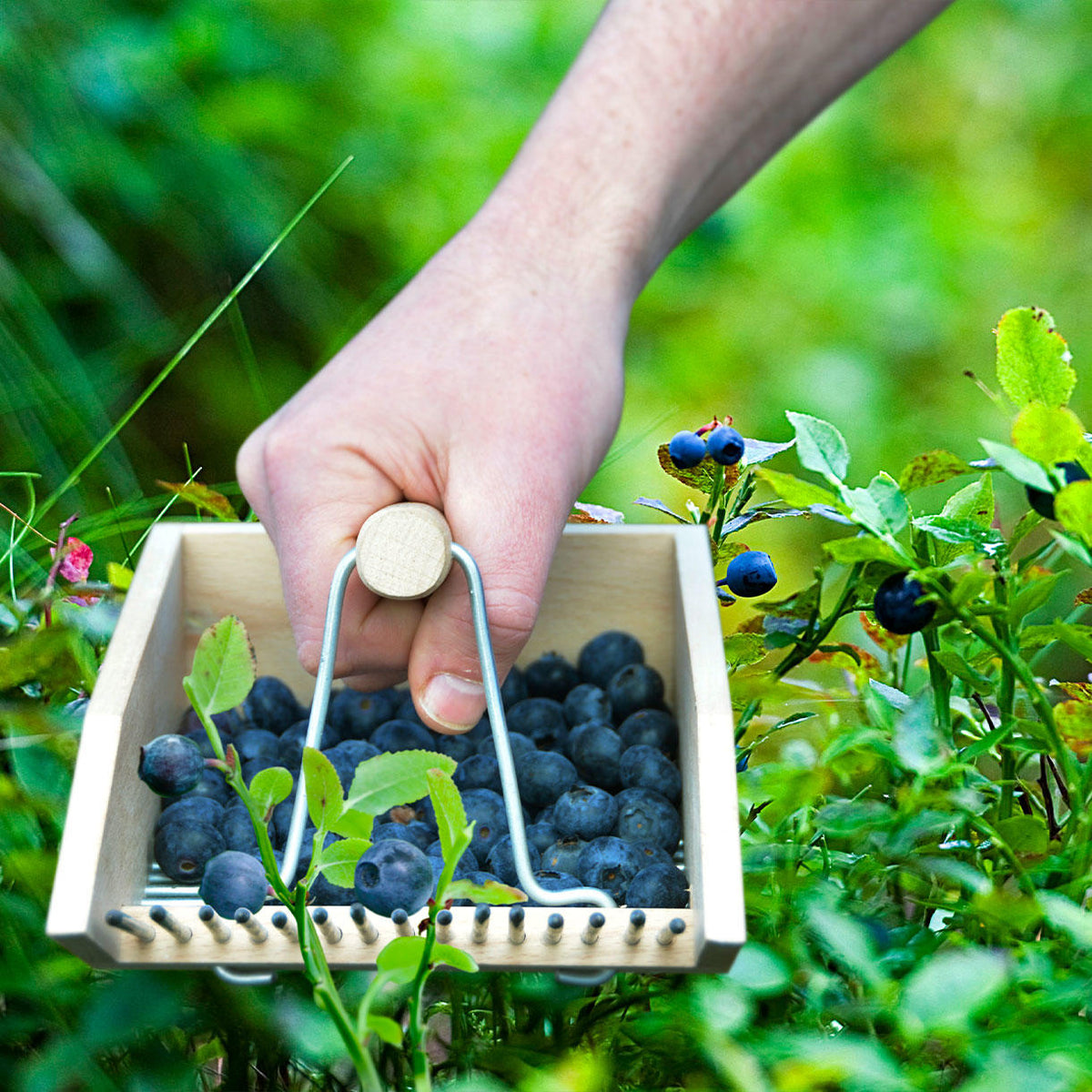 Buy Wooden Berry Picker — The Worm that Turned - revitalising your ...
