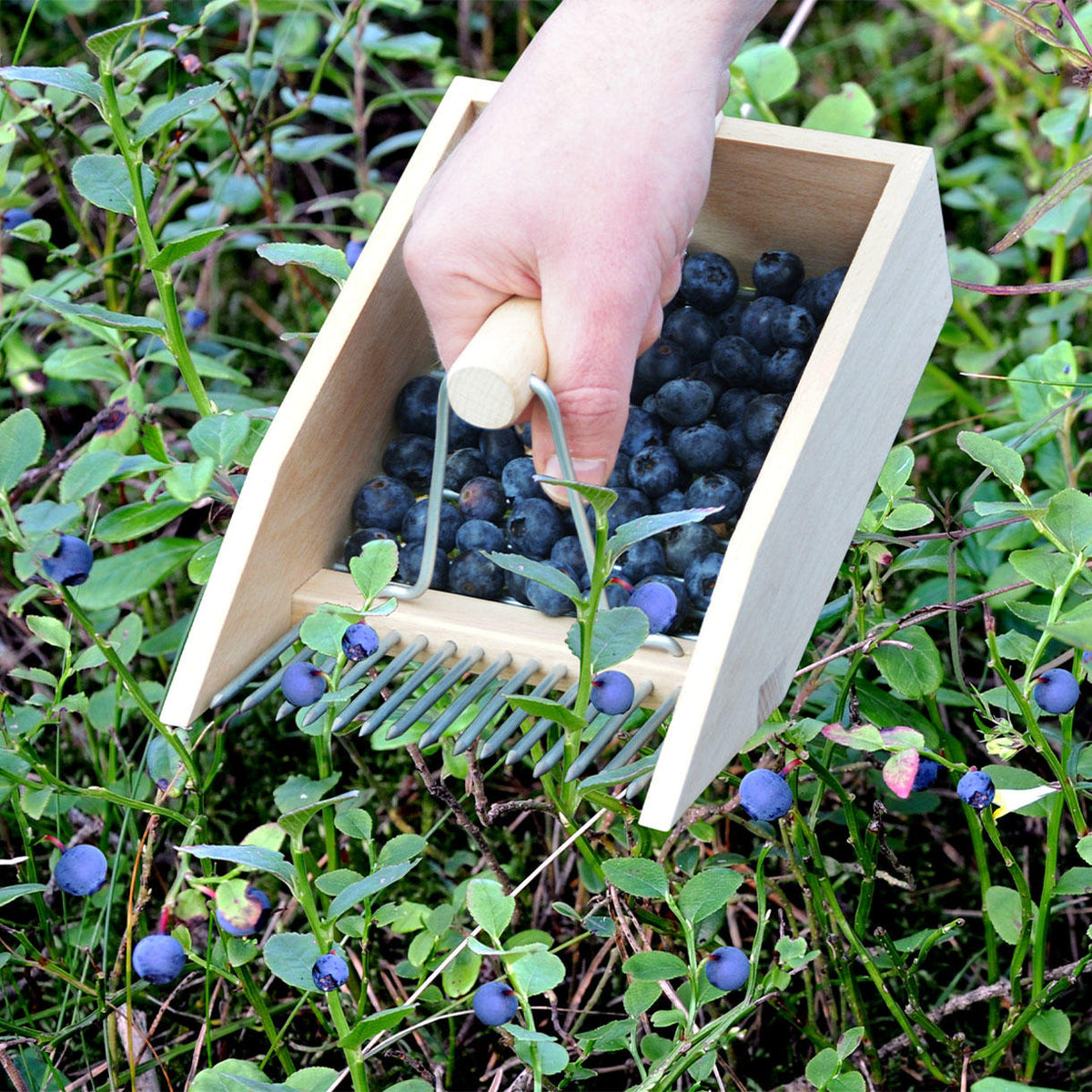 Buy Wooden Berry Picker — The Worm that Turned - revitalising your ...