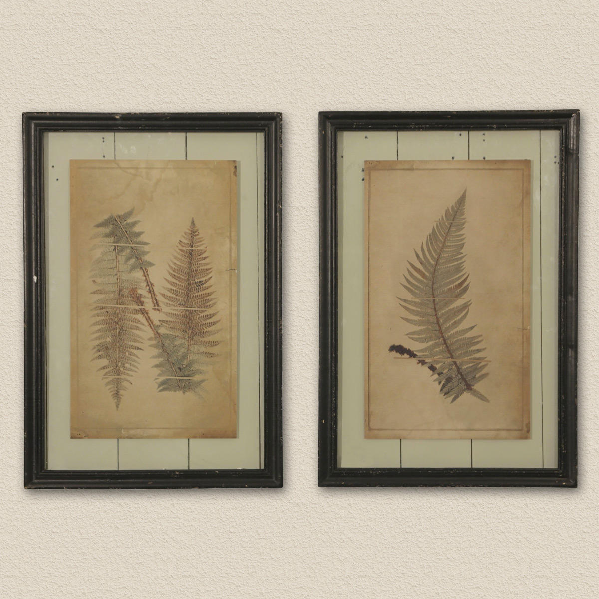 Buy Fern Foliage Botanical Prints — The Worm that Turned - revitalising ...