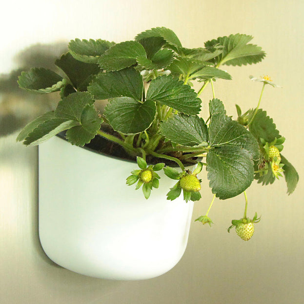 Buy Eden Window Planter — The Worm that Turned - revitalising your ...