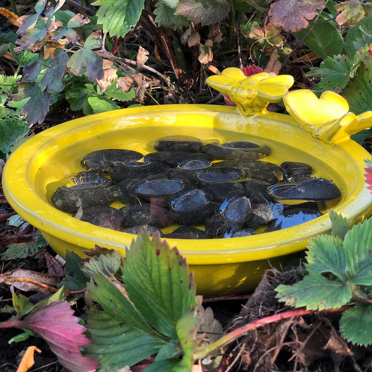 Buy Bee and Butterfly Bath — The Worm that Turned - revitalising your ...