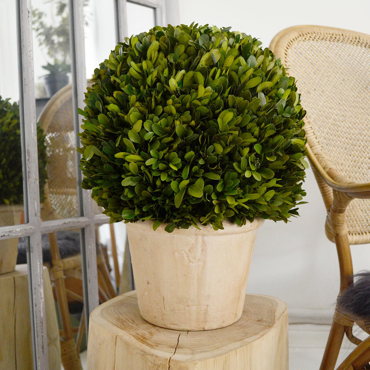 Buy Preserved Topiary Ball with Planter — The Worm that Turned ...