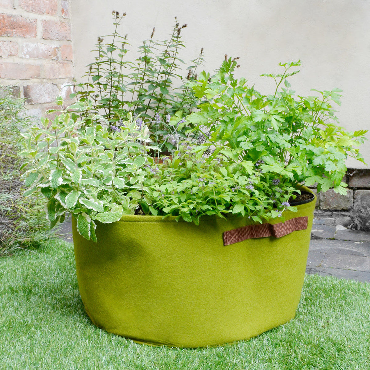 Buy Vigoroot Herb Planter — The Worm that Turned - revitalising your ...