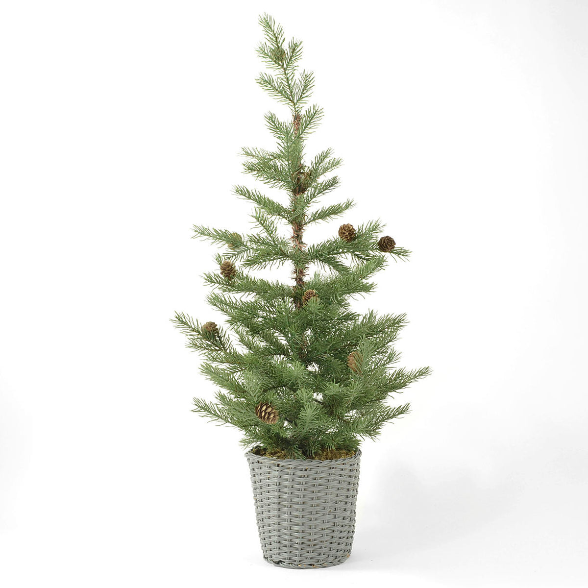 Buy Christmas Pine Tree in Basket — The Worm that Turned - revitalising ...
