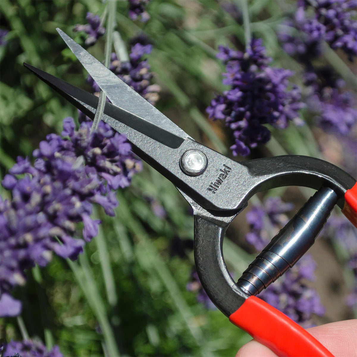 Buy Japanese Forged Snips — The Worm that Turned - revitalising your ...