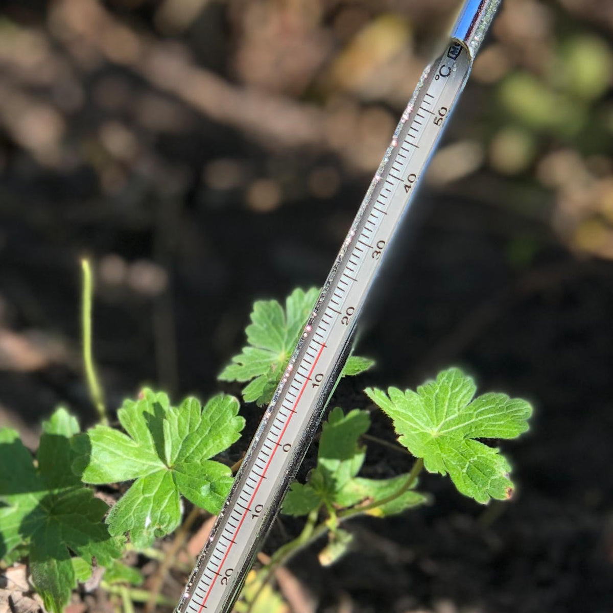 Buy Metal Soil Thermometer — The Worm that Turned - revitalising your ...