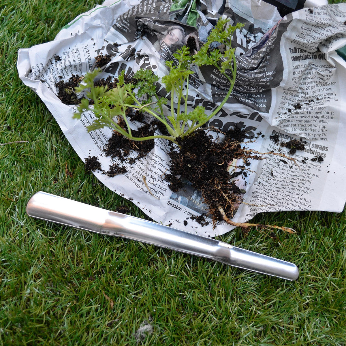 Buy Seedling Widger — The Worm that Turned - revitalising your outdoor ...