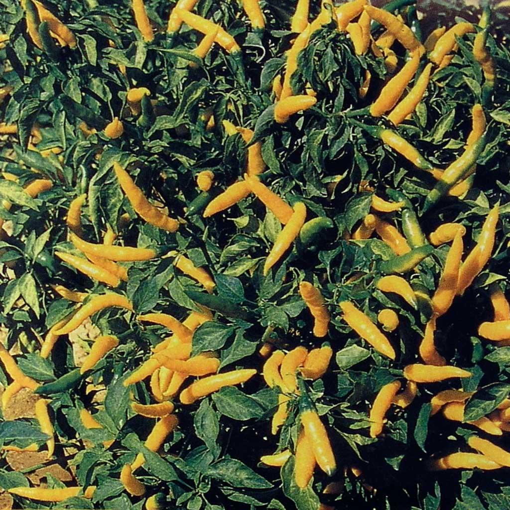 Buy Chilli & Pepper Seeds — The Worm that Turned - revitalising your ...