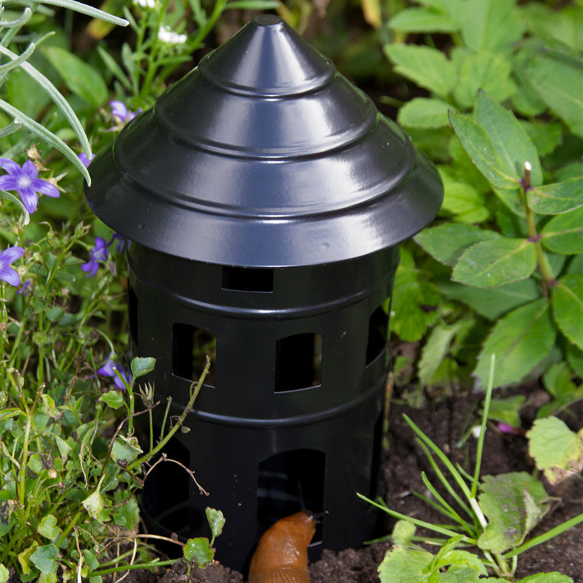 Buy Slug Trap — The Worm that Turned - revitalising your outdoor space
