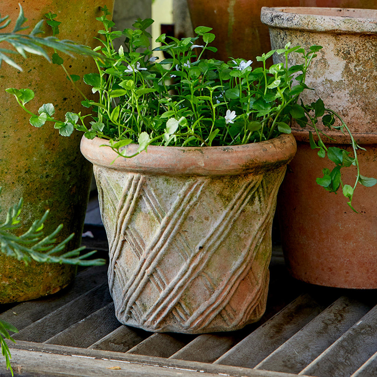 Buy Harlequin Natural Clay Plant Pot — The Worm that Turned ...