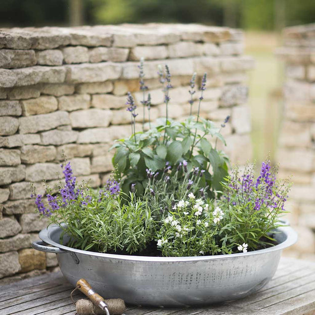 Buy Galvanised Table Top Bowl Planter — The Worm that Turned ...