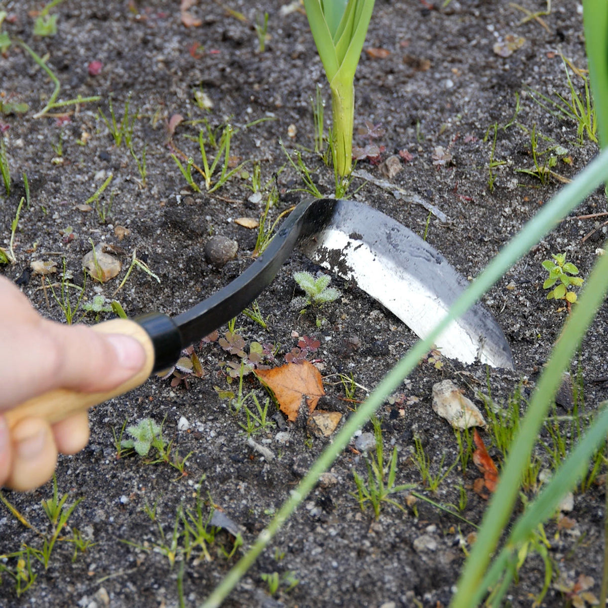 Buy Left Handed Razor Hoe — The Worm that Turned - revitalising your ...