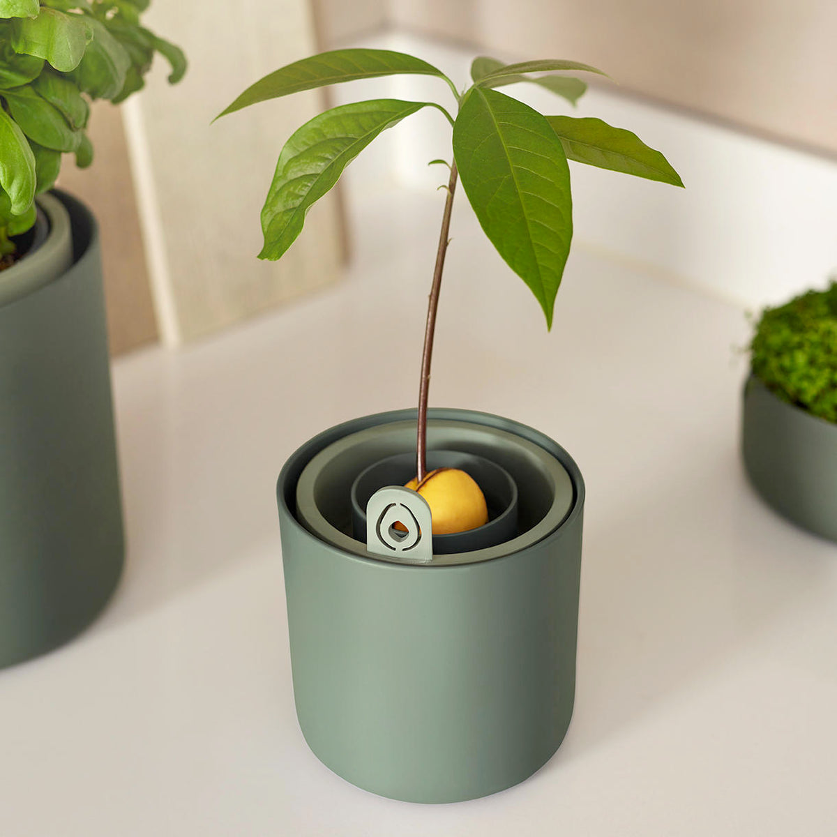 Buy Amazing Avocado Pot — The Worm that Turned - revitalising your ...