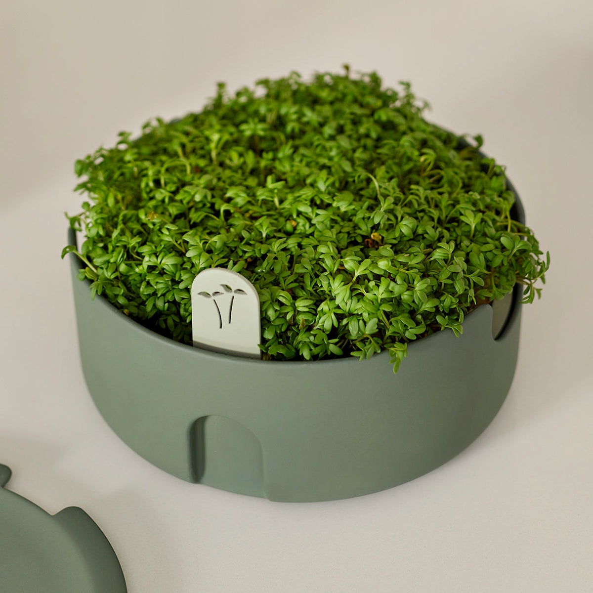 Buy Microgreens Magic Planter — The Worm that Turned - revitalising ...