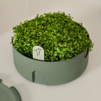 Buy Microgreens Magic Planter — The Worm that Turned - revitalising ...