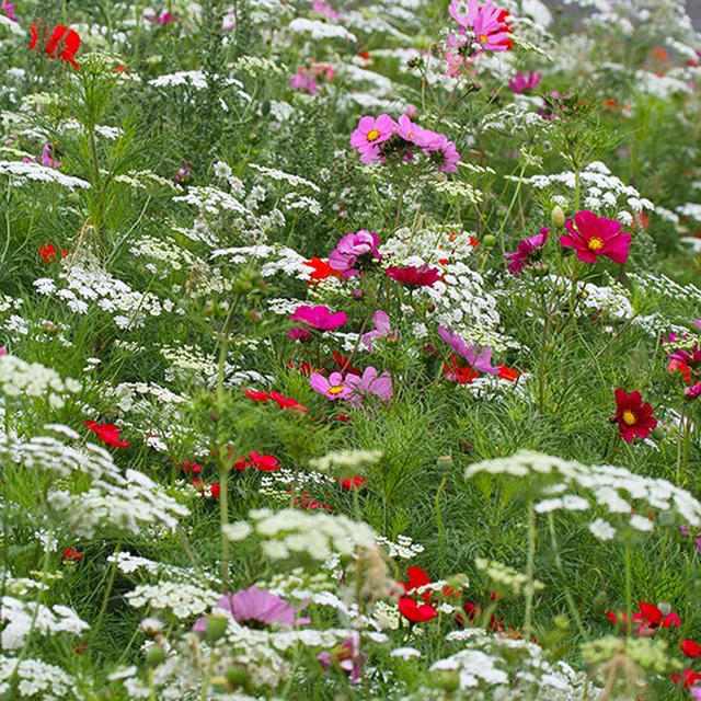Buy Pastel Cottage Garden Meadow Seeds — The Worm that Turned ...