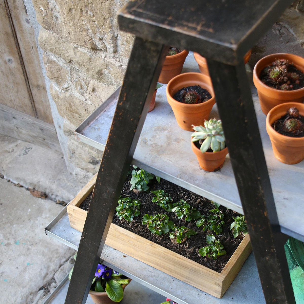 Buy Plant Display Ladder — The Worm that Turned - revitalising your ...
