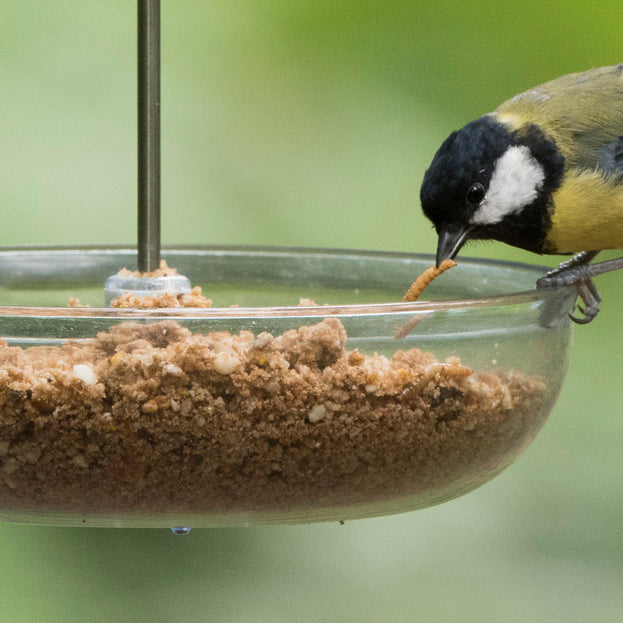 Buy I Love Robin Bird Food — The Worm that Turned - revitalising your ...