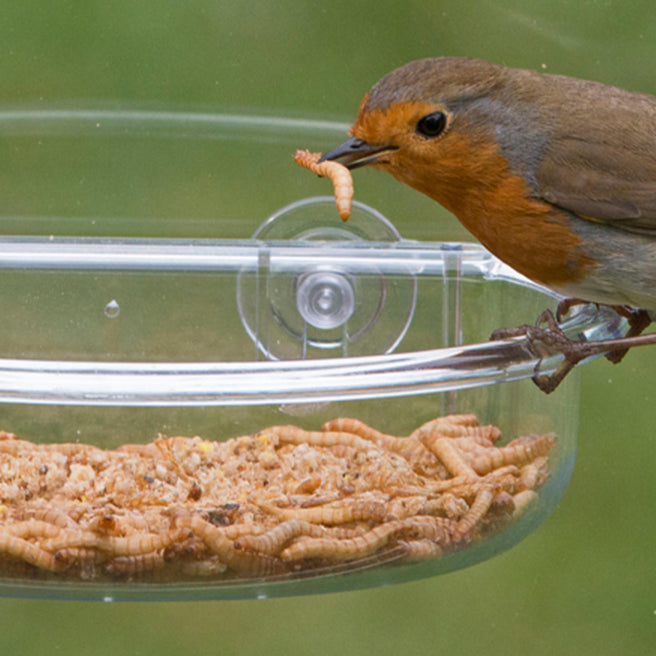 Buy I Love Robin Bird Food — The Worm that Turned - revitalising your ...