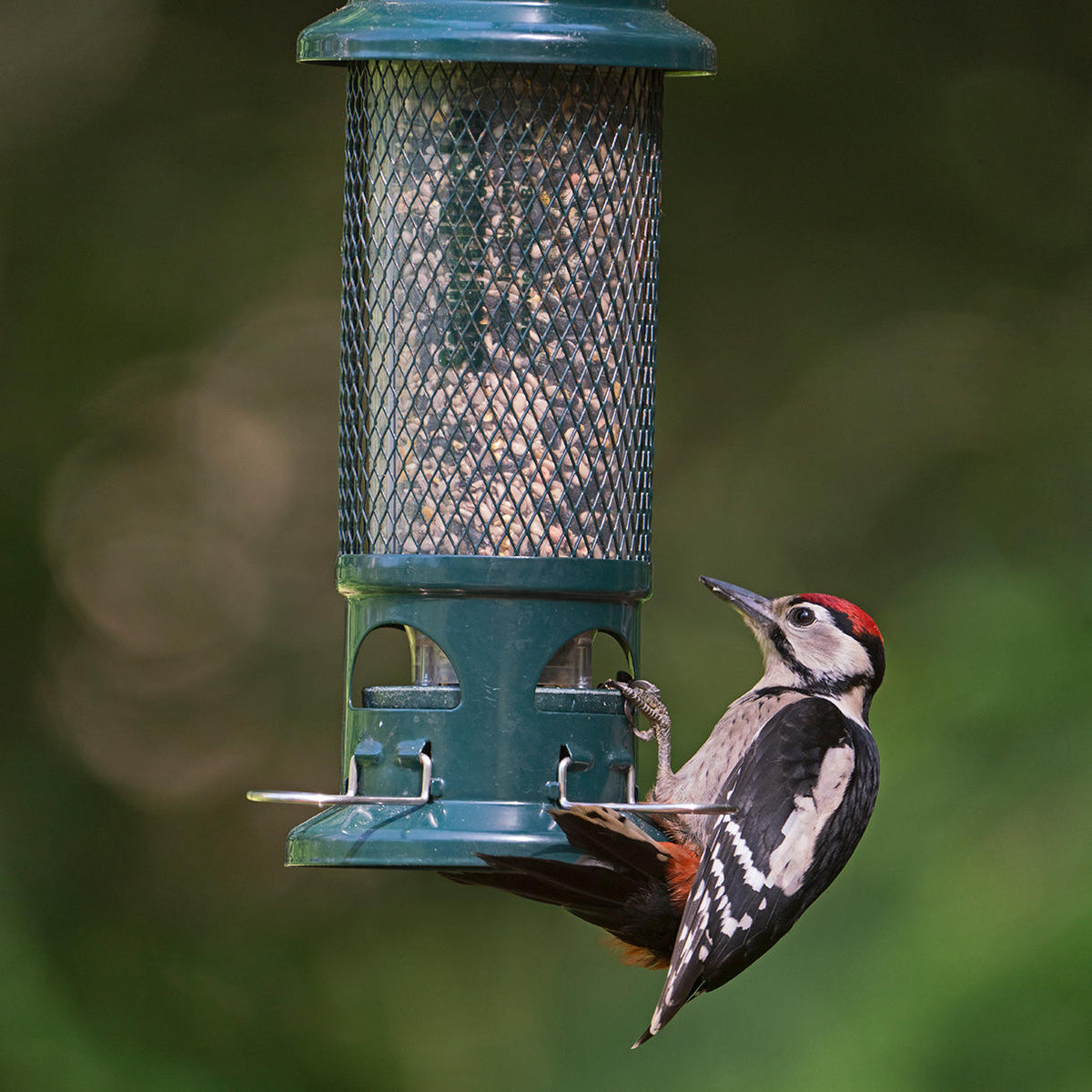 Buy The Squirrel Buster Bird Seed Feeder — The Worm that Turned ...