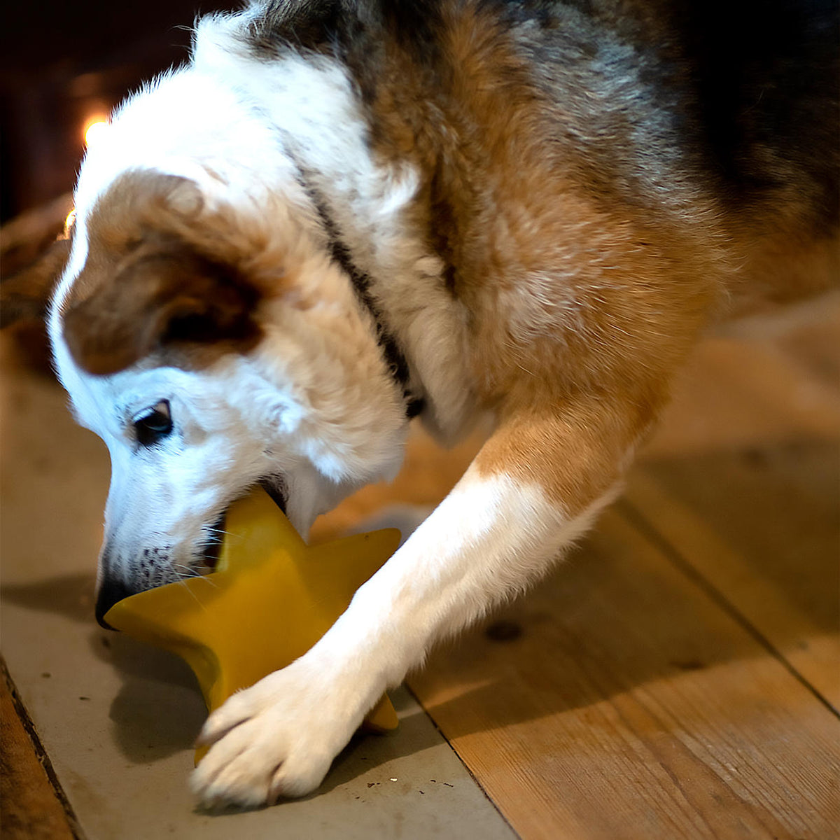 Buy Star Dog Toy — The Worm that Turned - revitalising your outdoor space