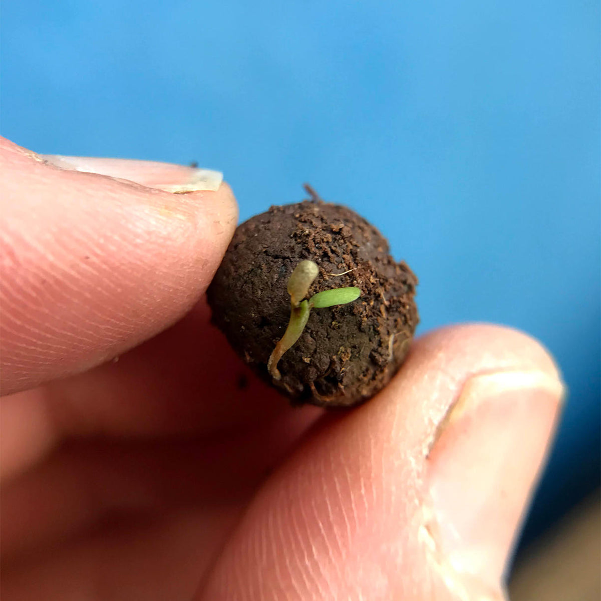 Buy Bee Mix Seed Balls Grab Bag — The Worm that Turned - revitalising ...