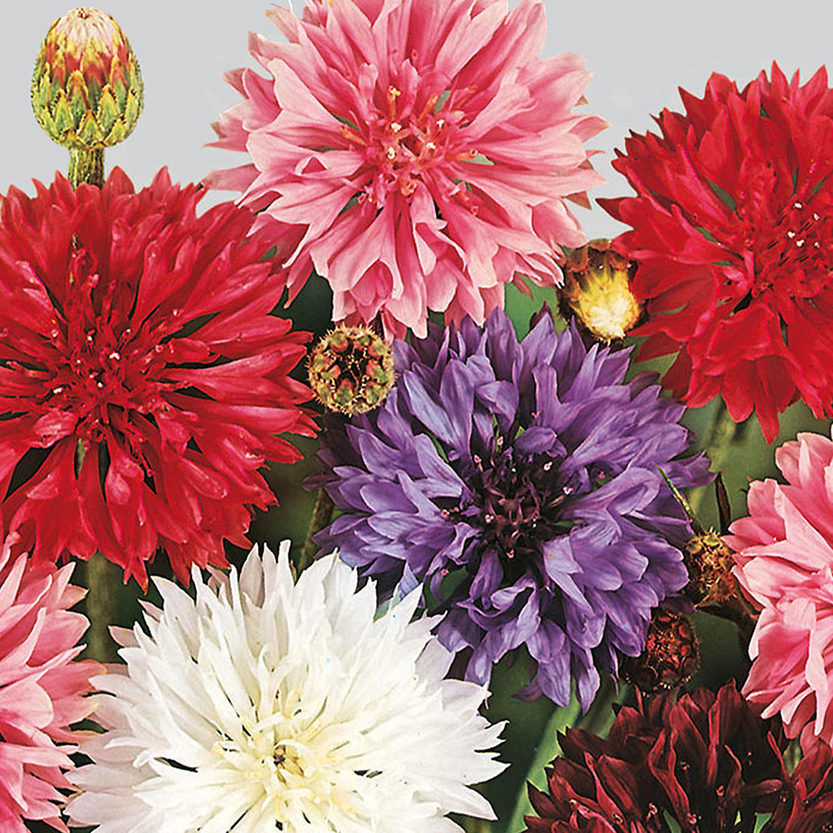 Buy Flower Seeds — The Worm that Turned - revitalising your outdoor space