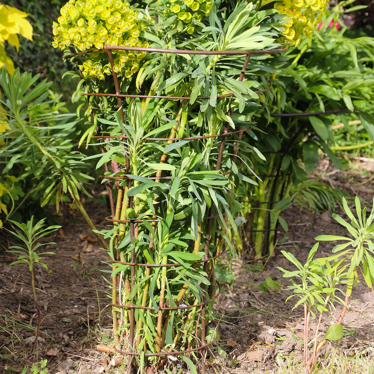 Buy Trumpet Spiral Metal Plant Frame — The Worm that Turned ...