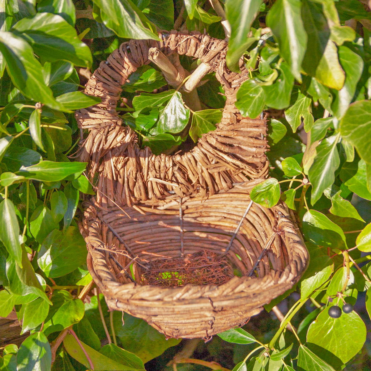 Buy Blackbird Nester — The Worm that Turned - revitalising your outdoor ...