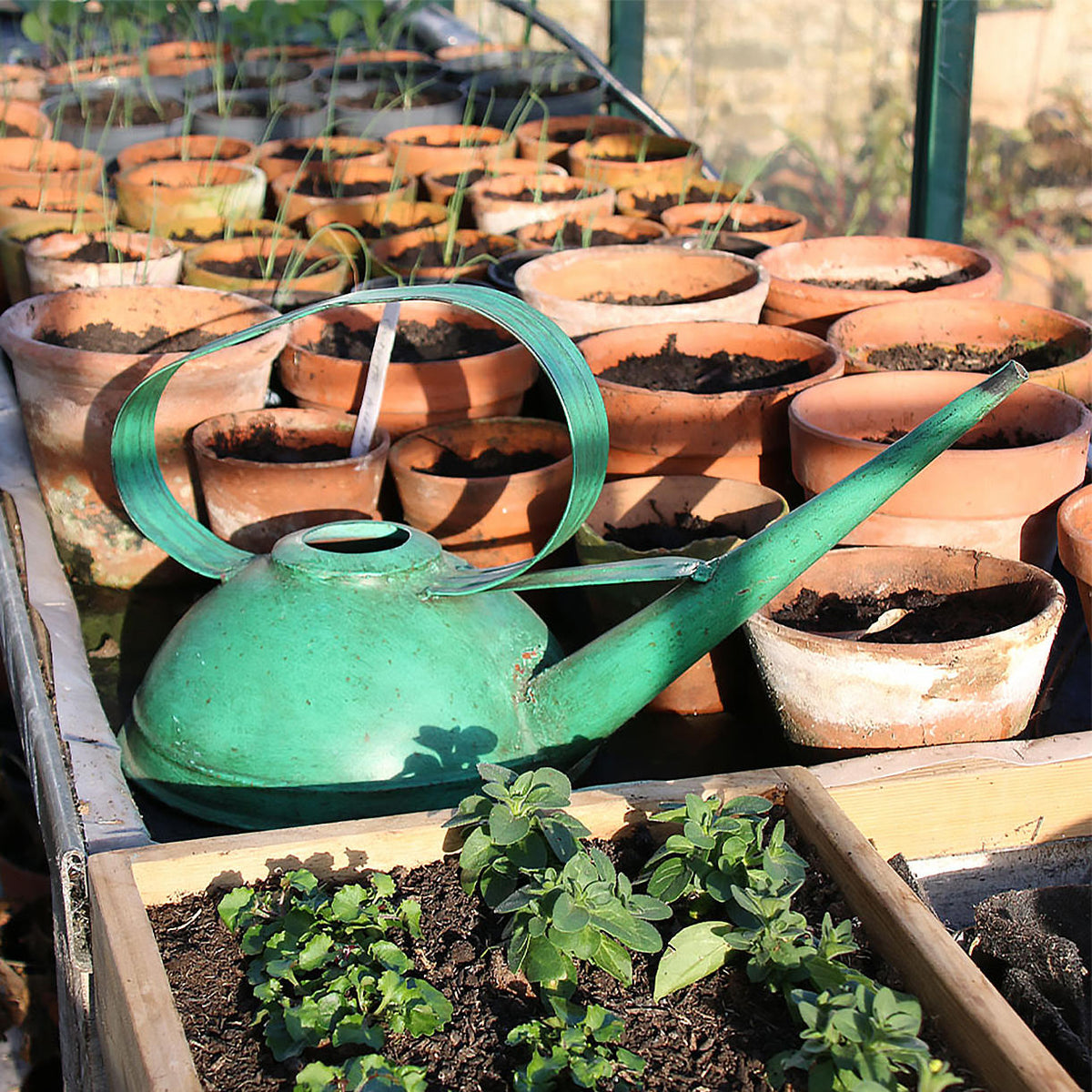 Buy Rustic Painted Greenhouse Watering Can — The Worm that Turned ...