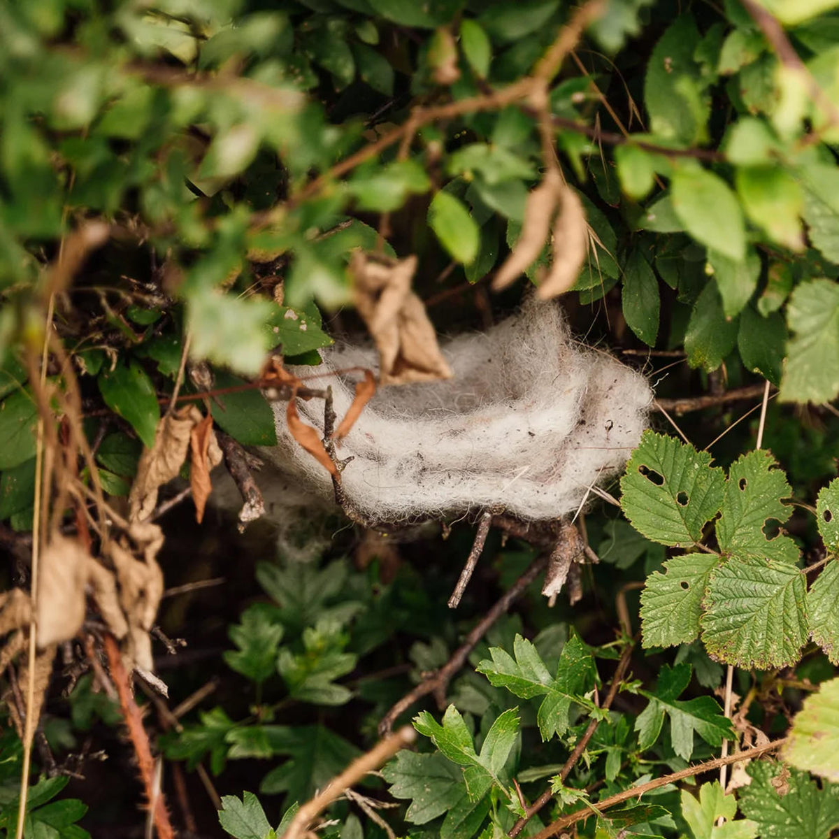 Buy Multi-Use Pure Wool Horticultural Mat — The Worm that Turned ...